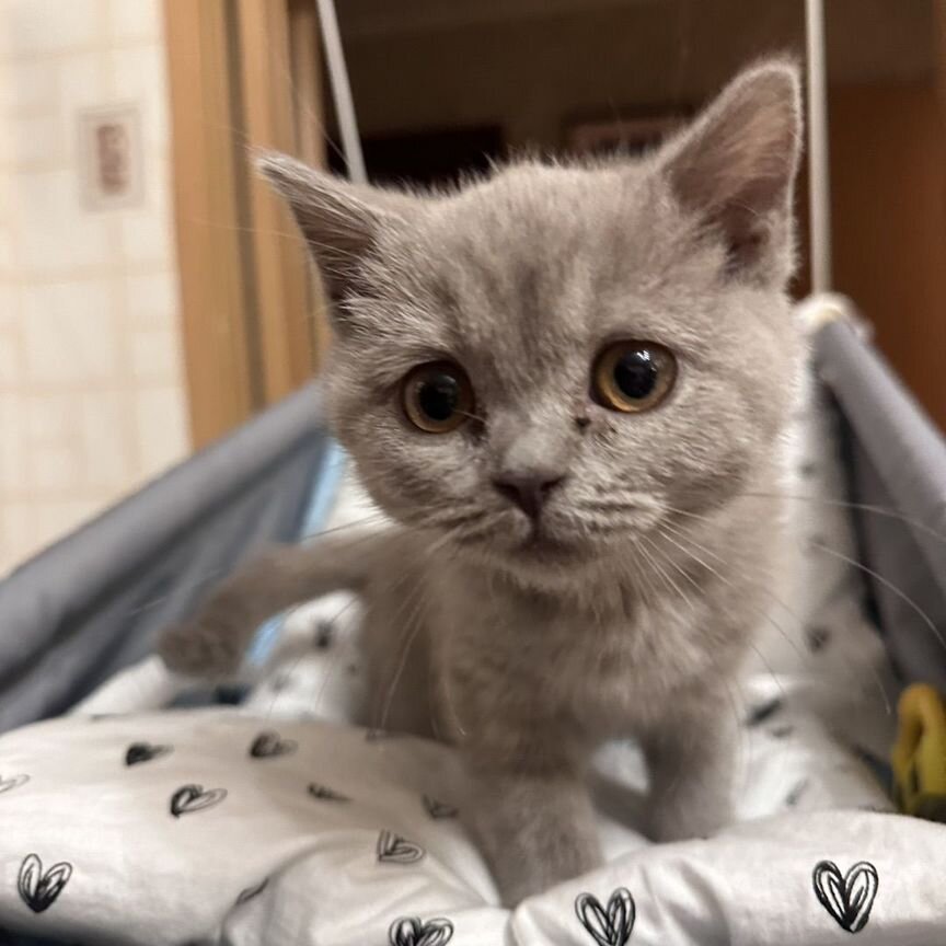 Британский котенок (девочка)