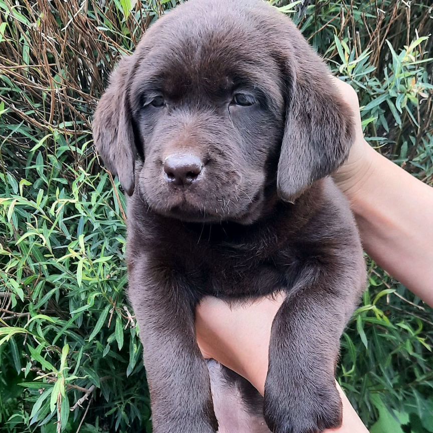 Щенки Лабрадор шоколадные питомник