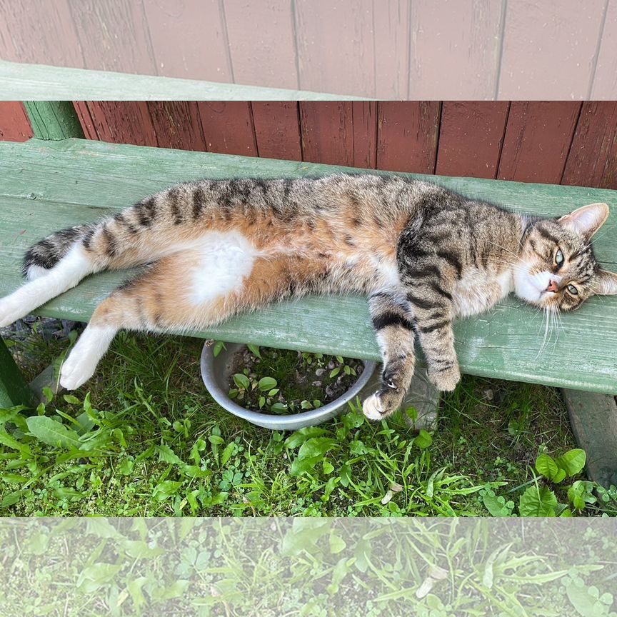 Ласковая кошка в добрые руки