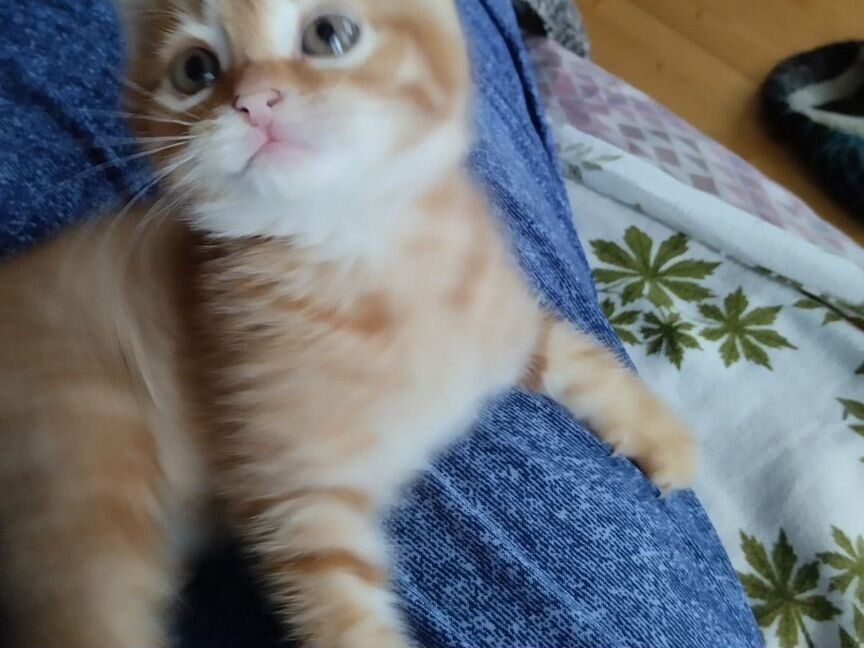 Отдам котят в добрые руки