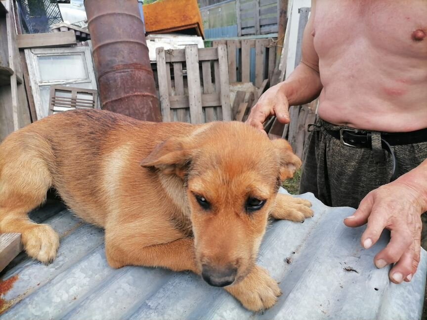 Собака в добрые руки