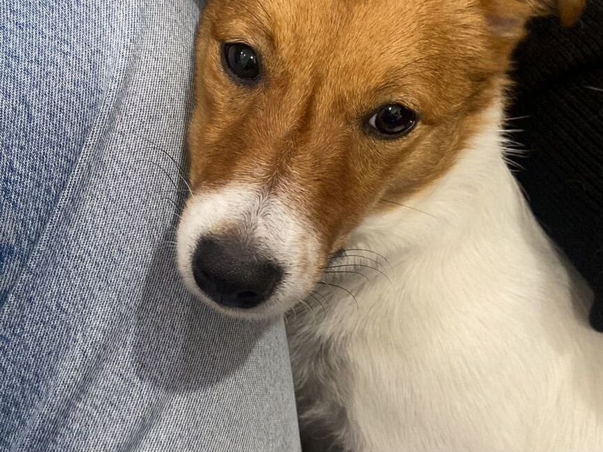 Джек Рассел терьер