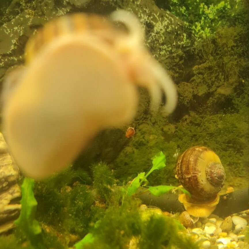 Улитки аквариумные ампулярии