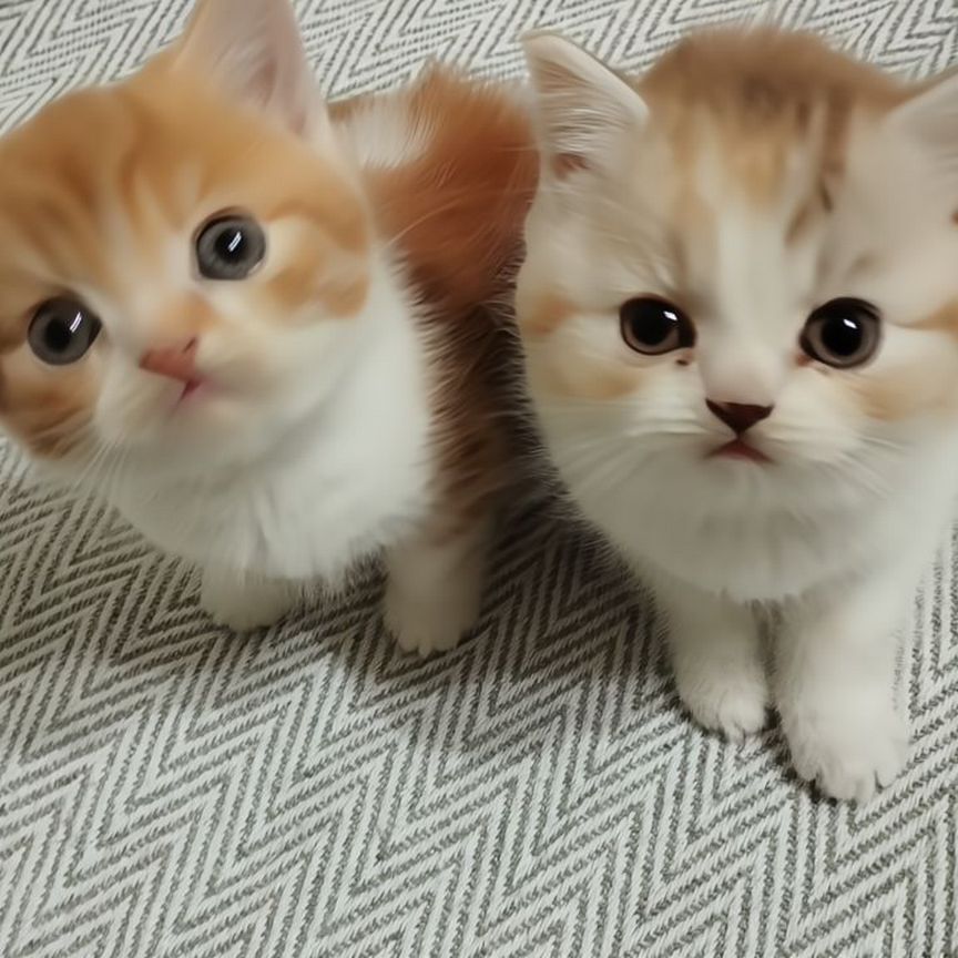 Шотландский вислоухий короткошёрстный котёнок