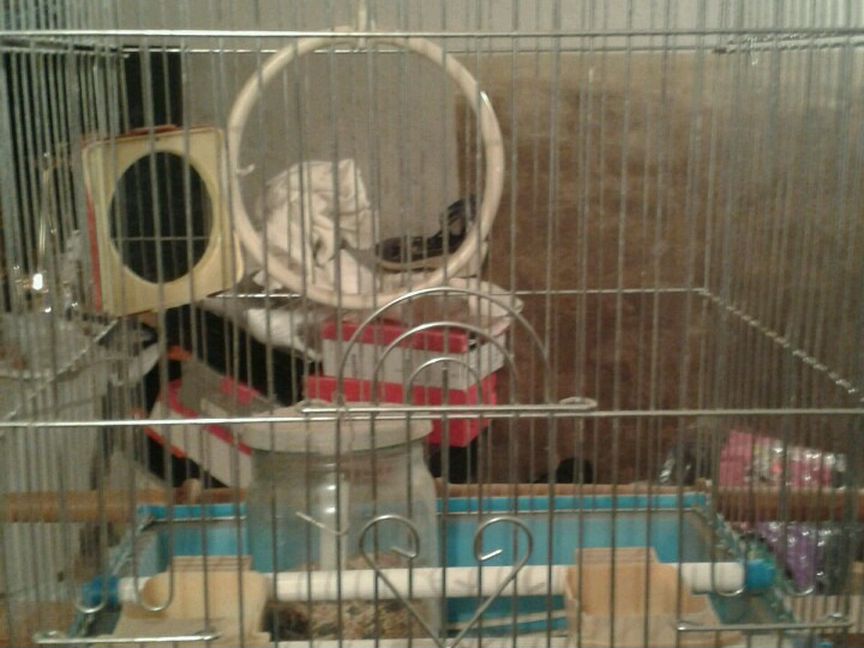 Клетка для мелких птиц (оборудование) корм в дар