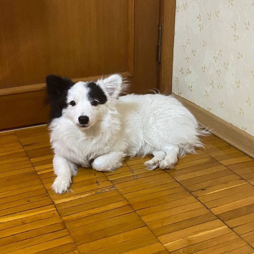 Собака в добрые руки