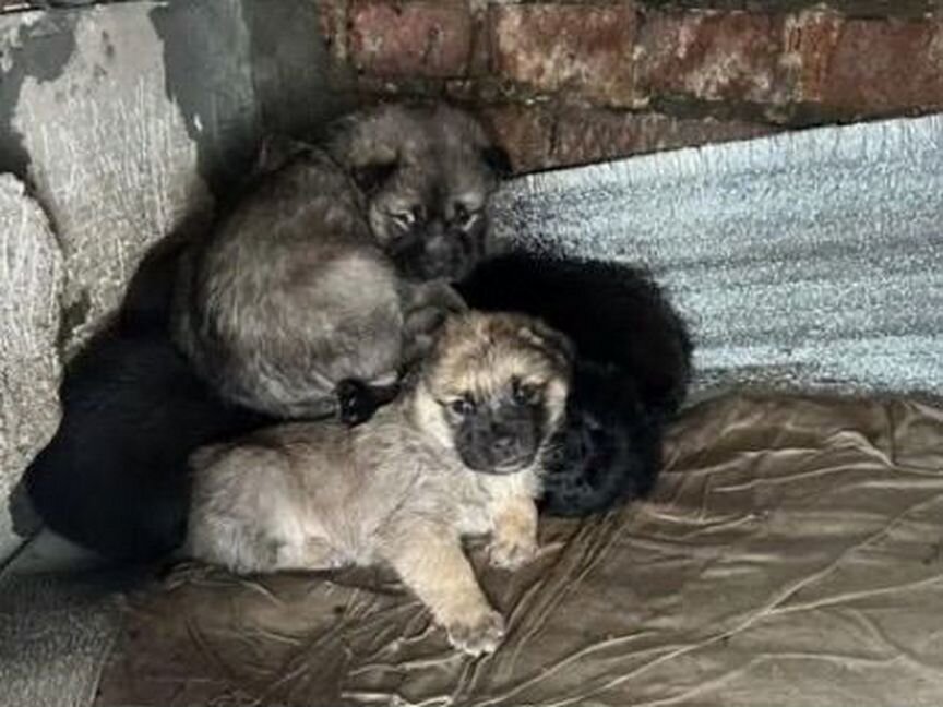 Собака в добрые руки