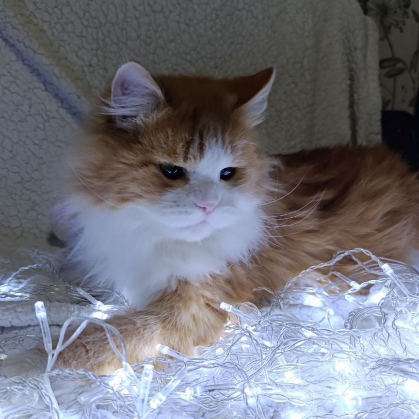 Взрослый кот в добрые руки