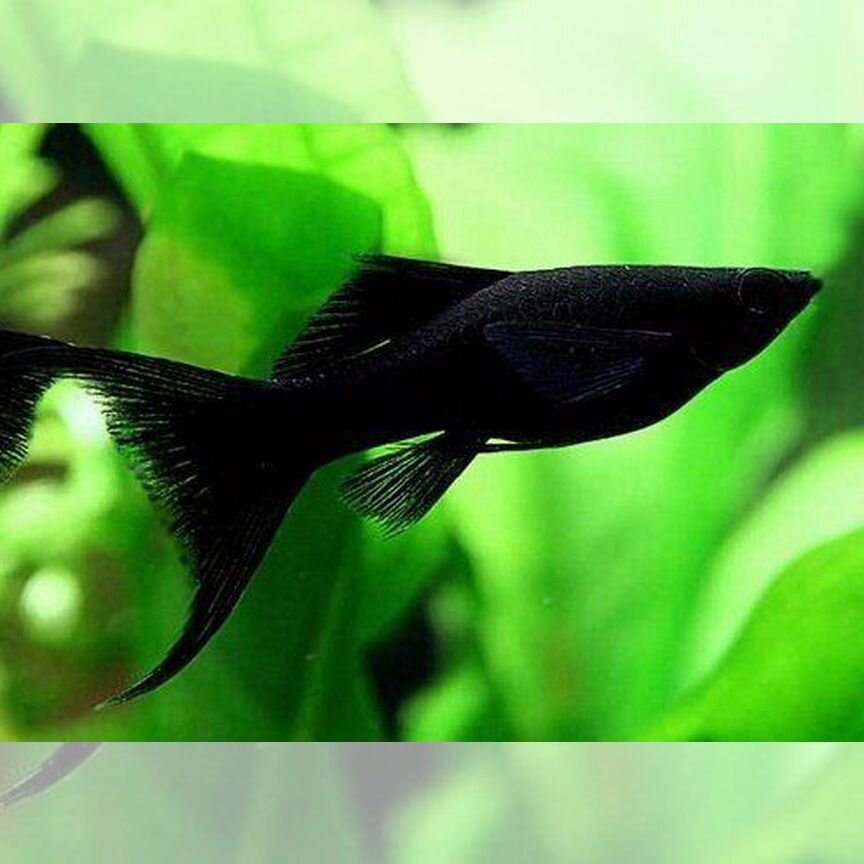 Моллинезия лира