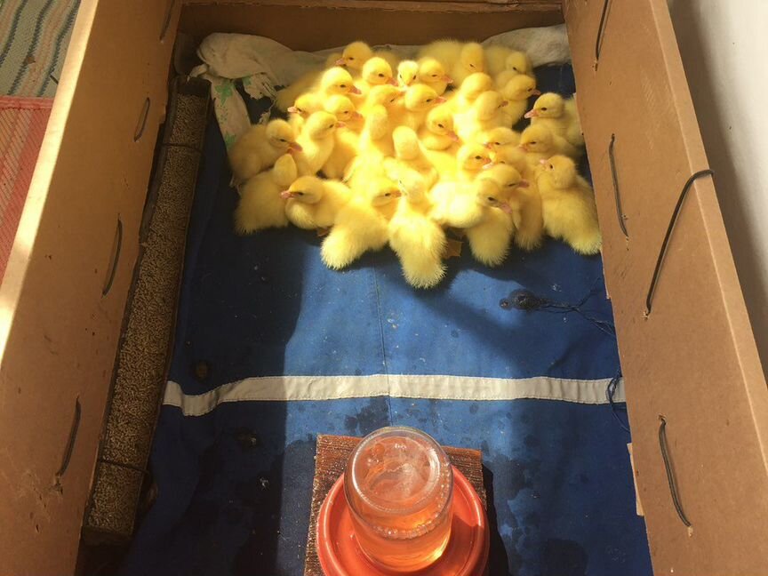 Утята индоутки