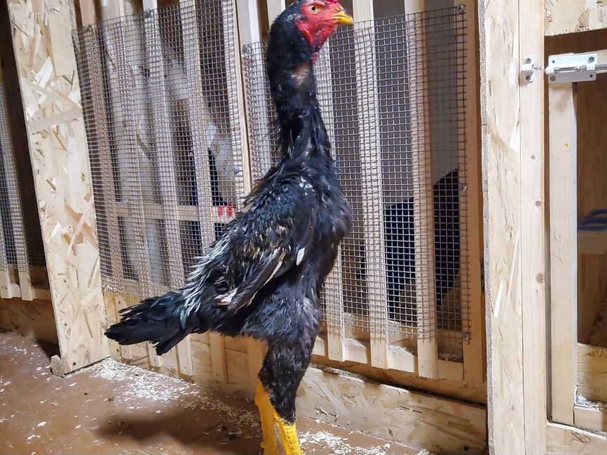 О Шамо япония