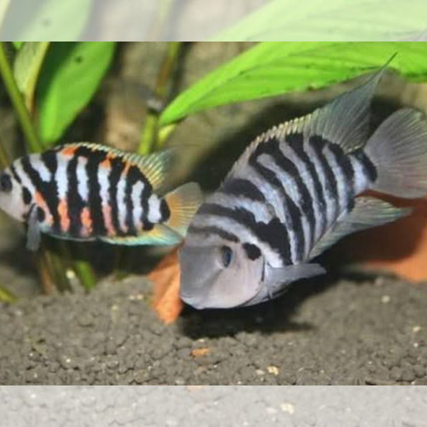 Продам мальков 3-4 месяца цихлазомы чернополосой