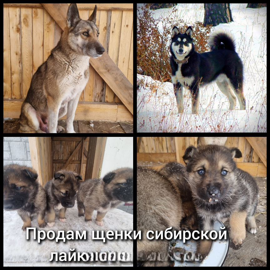 Продам щенков сибирской лайки