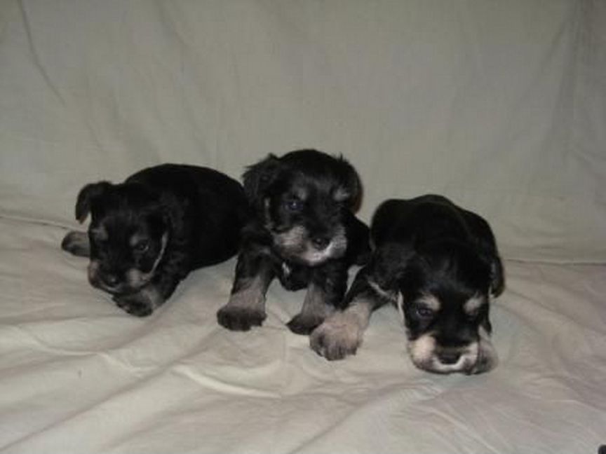 Цвергшнауцер