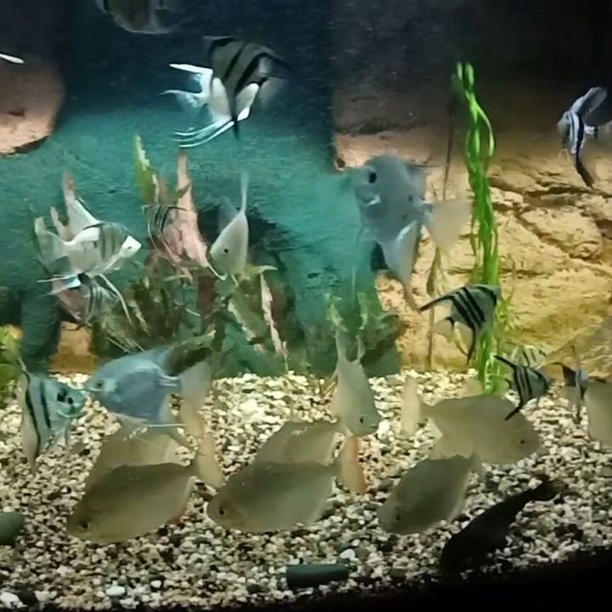 Украшения для аквариума