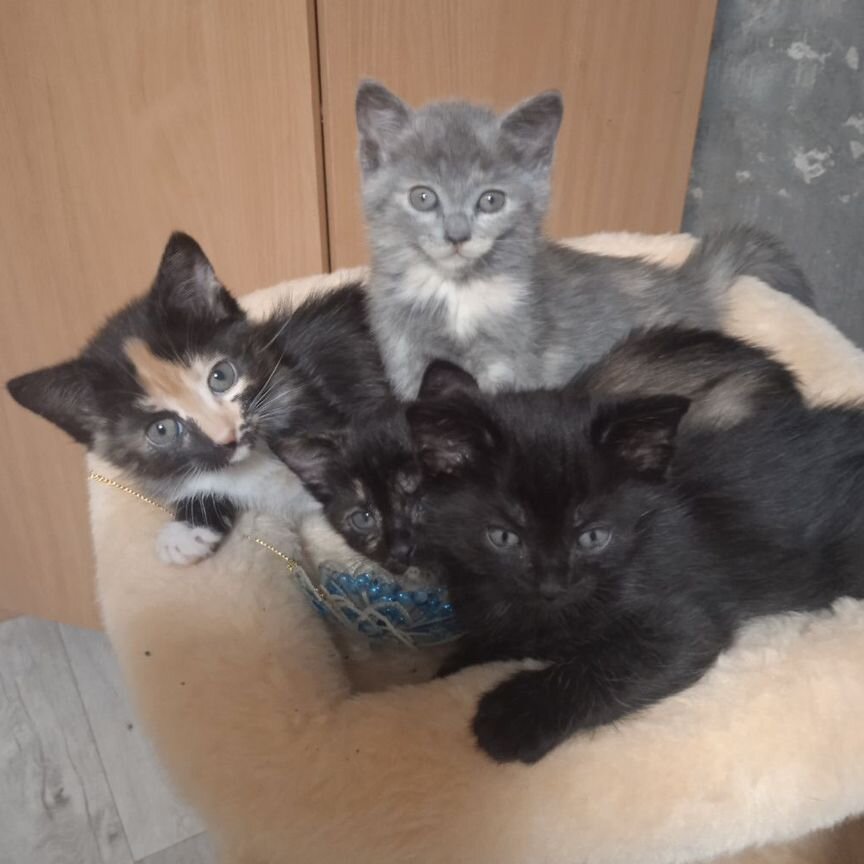 Сибирский котёнок