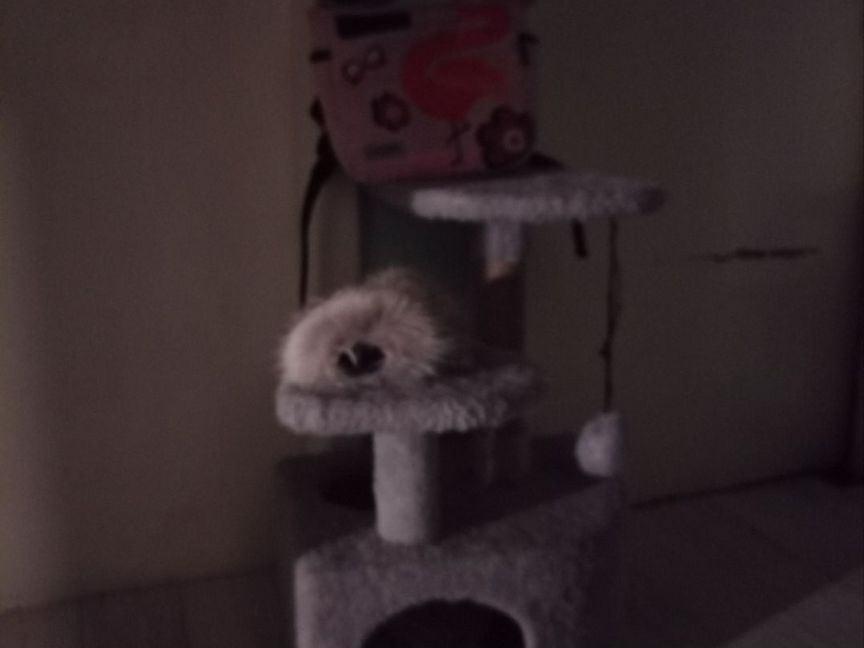 Домик для кошки с когтеточкой