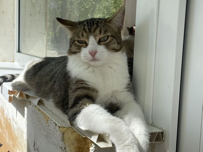 Котик 6 месяцев