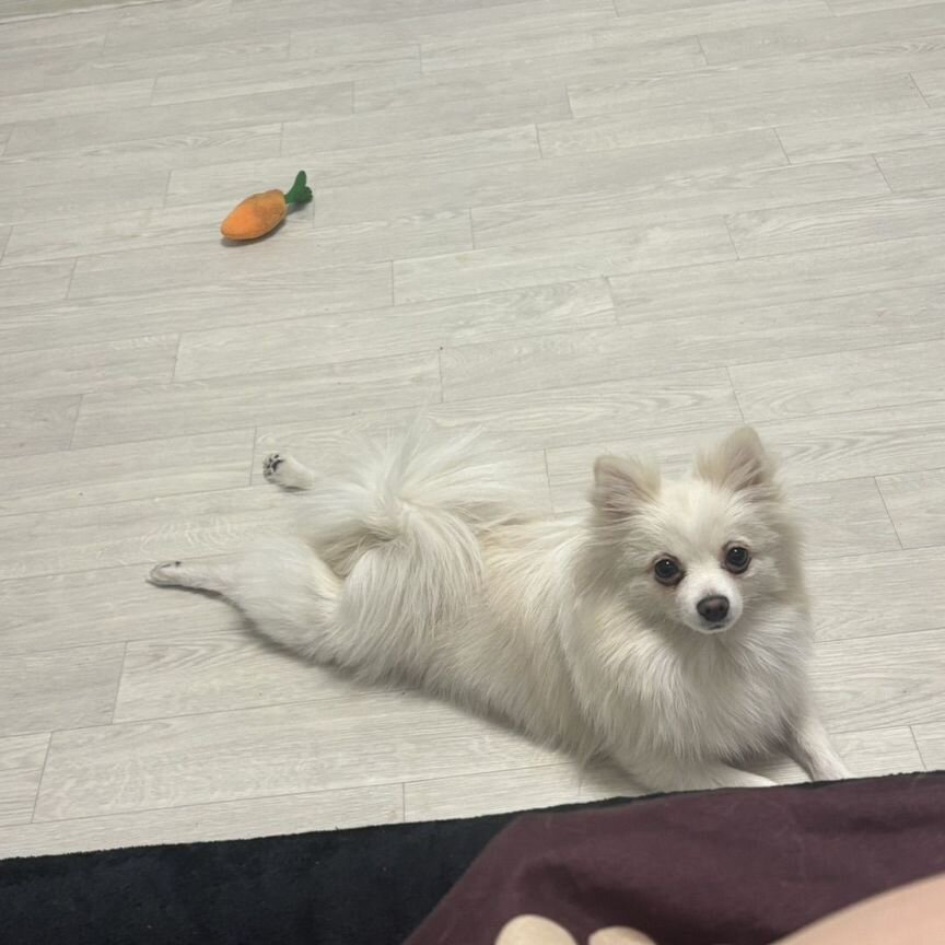 Продам собакену