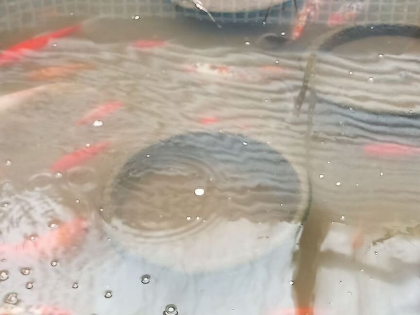 Шикарные кометы