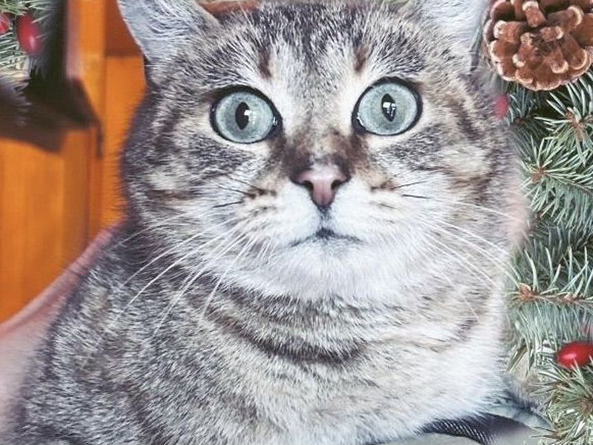 Кашечка Катюша в добрые руки