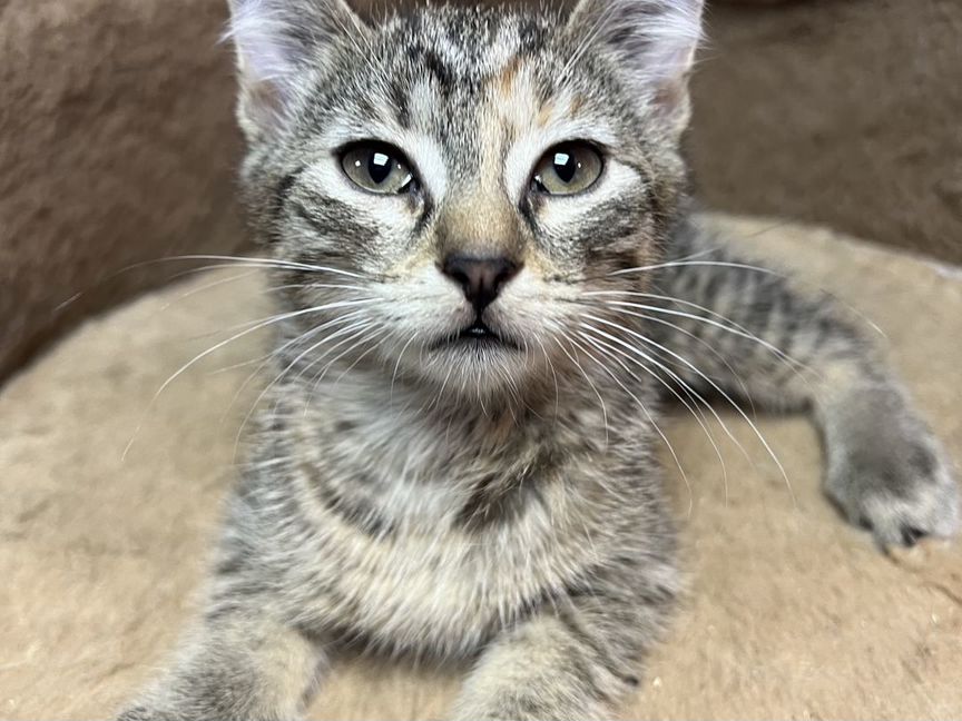 Котенок девочка Полли 2,5 мес