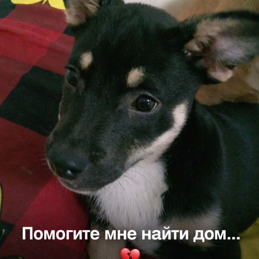 Щенок в добрые руки