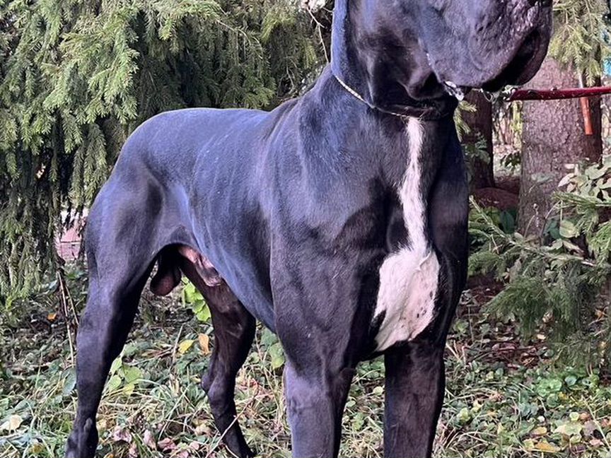 Щенки немецкого дога