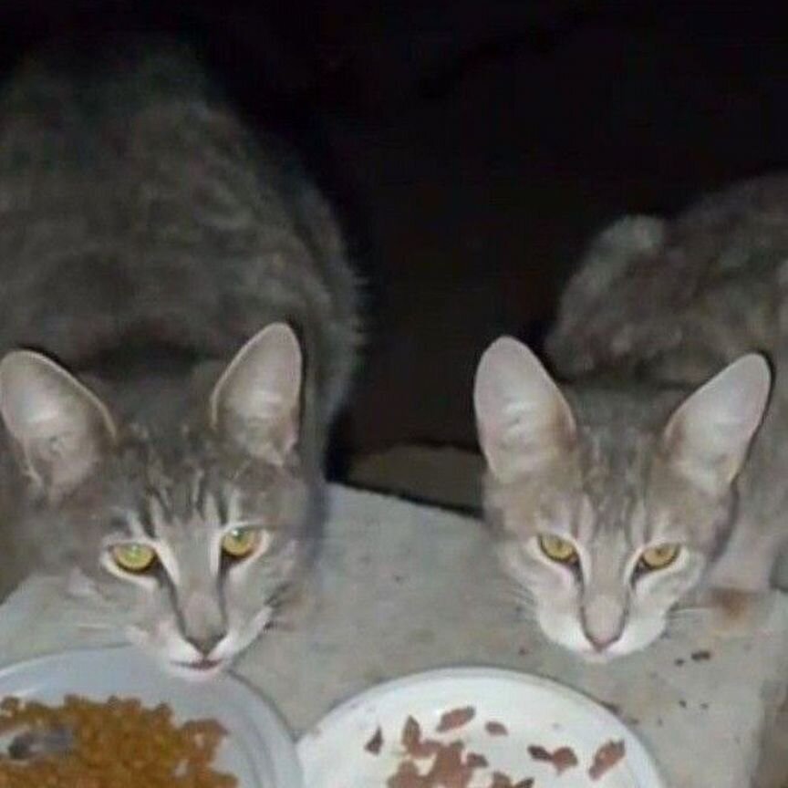 Пожалейте кошек заберите любую