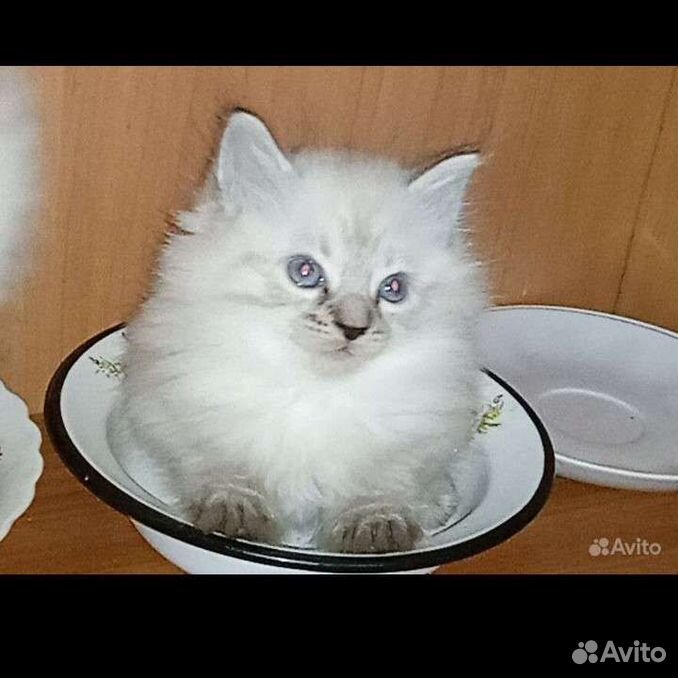 Невские котята от титулованных родителей