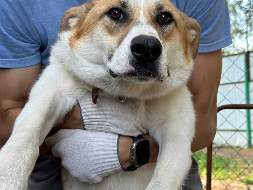 Собака обнимака из приюта Купер