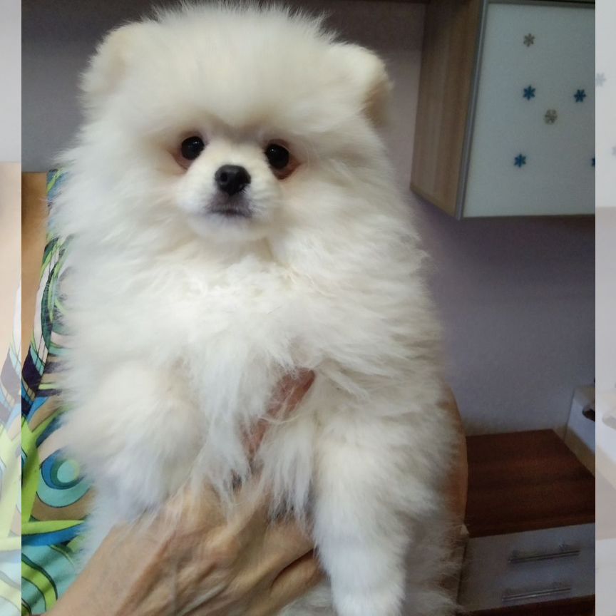 Немецкий шпиц, щенок