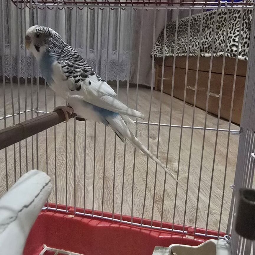 Волнистый попугай девочка