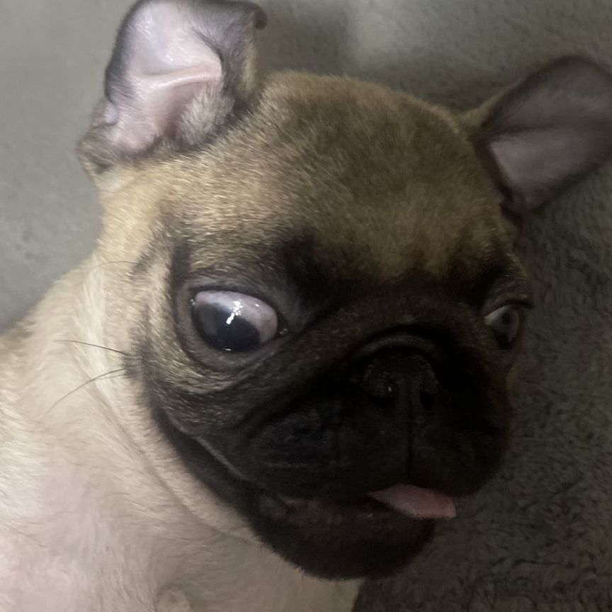 Мопс, щенок