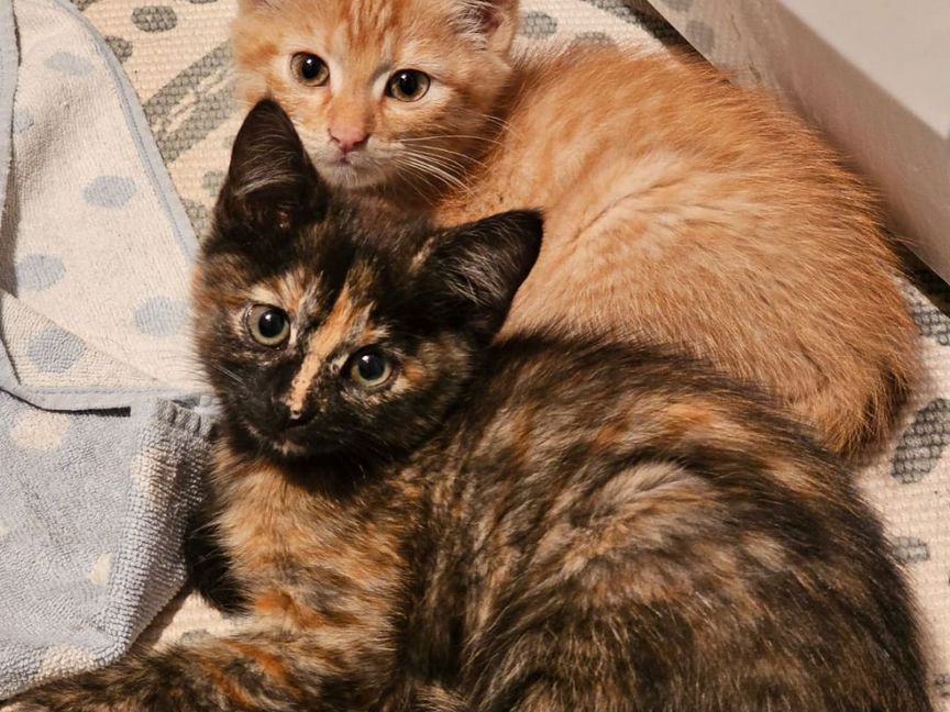Котята (рыжий кот и 3х цветная кошечка)