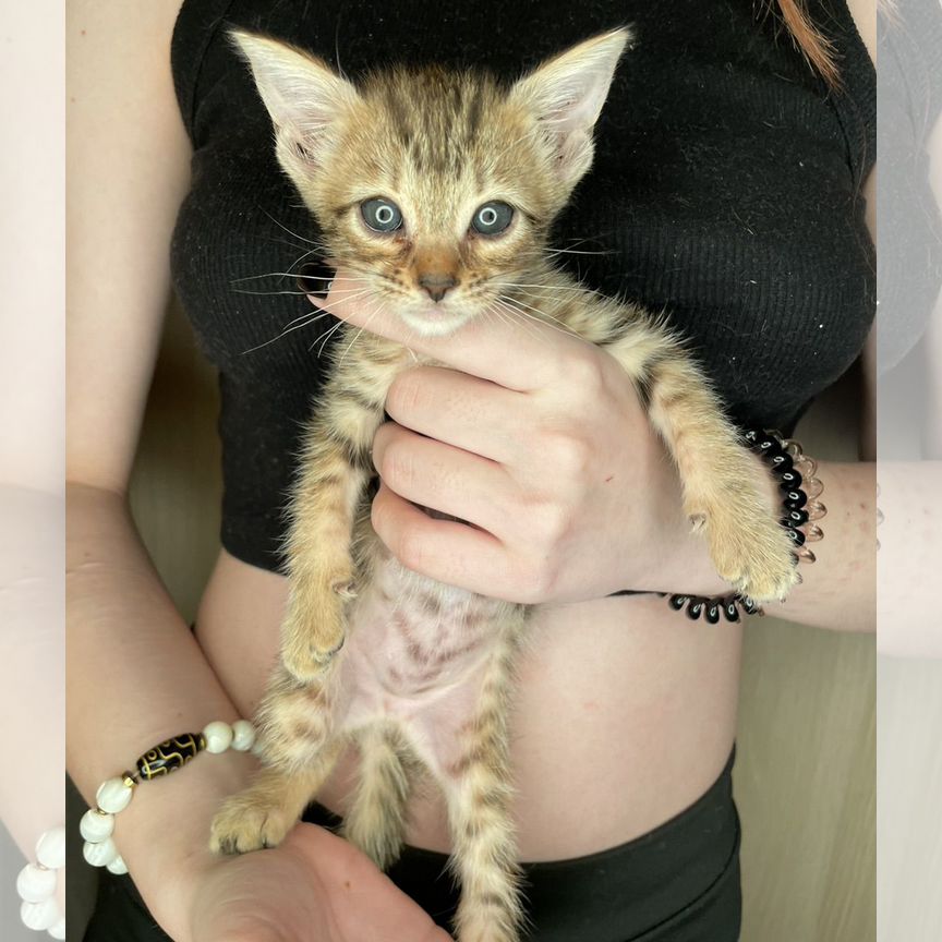 Котята саванна