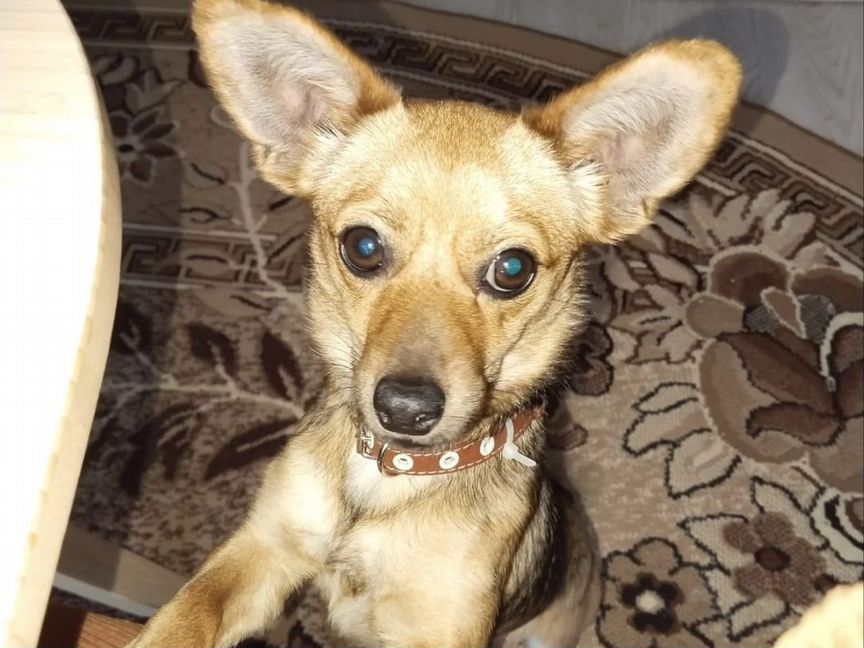 Той-терьер в добрые руки