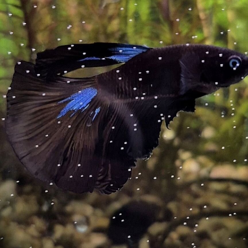 Рыбка петушок