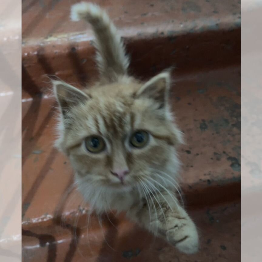 Котёнок в добрые руки