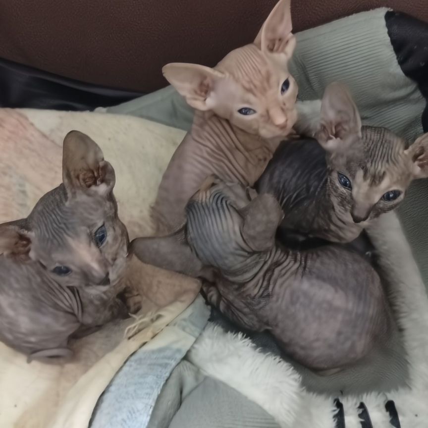 Донской сфинкс котёнок
