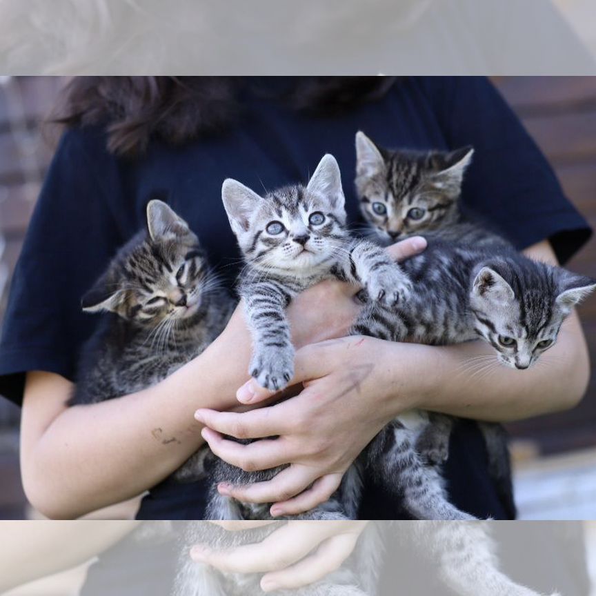 Котёнок в добрые руки