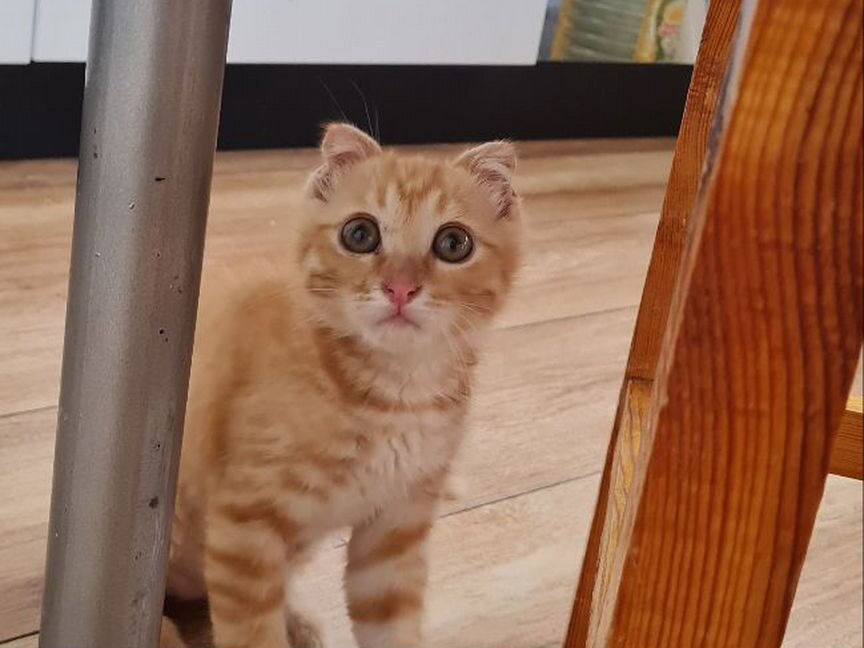 Котята в добрые руки приучены к лотку