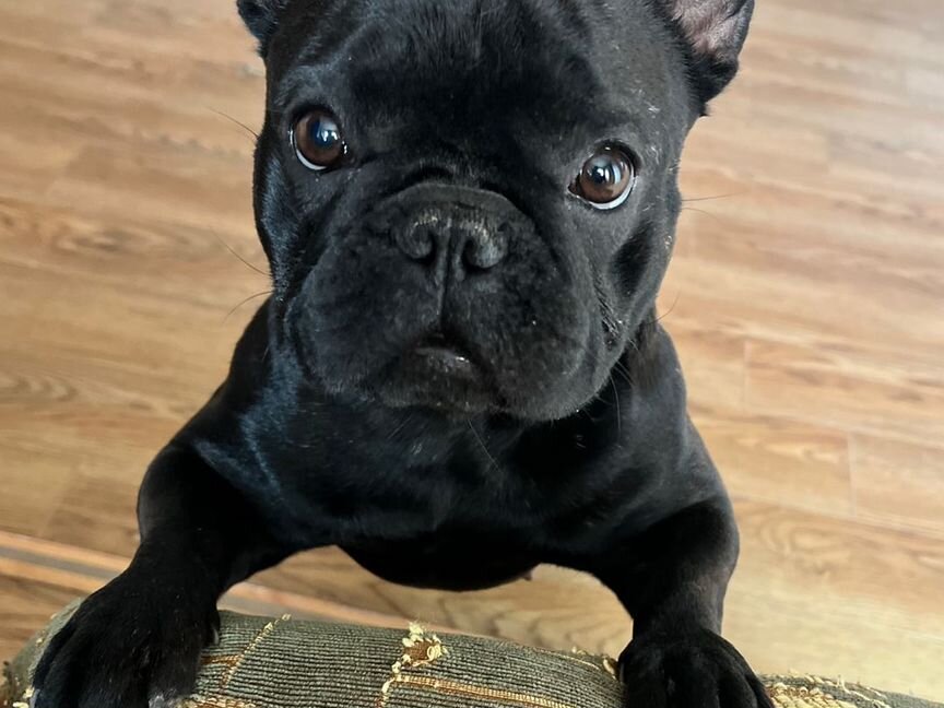 Французский бульдог