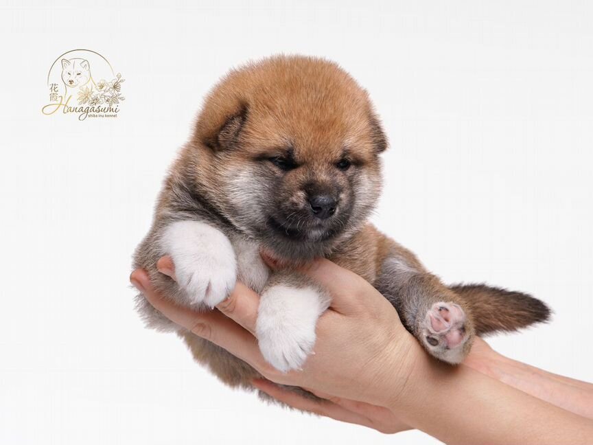 Щенок Сиба Ину (кобель)