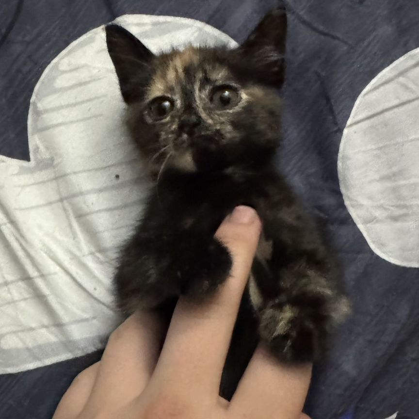 Котенок в хорошие руки девочка