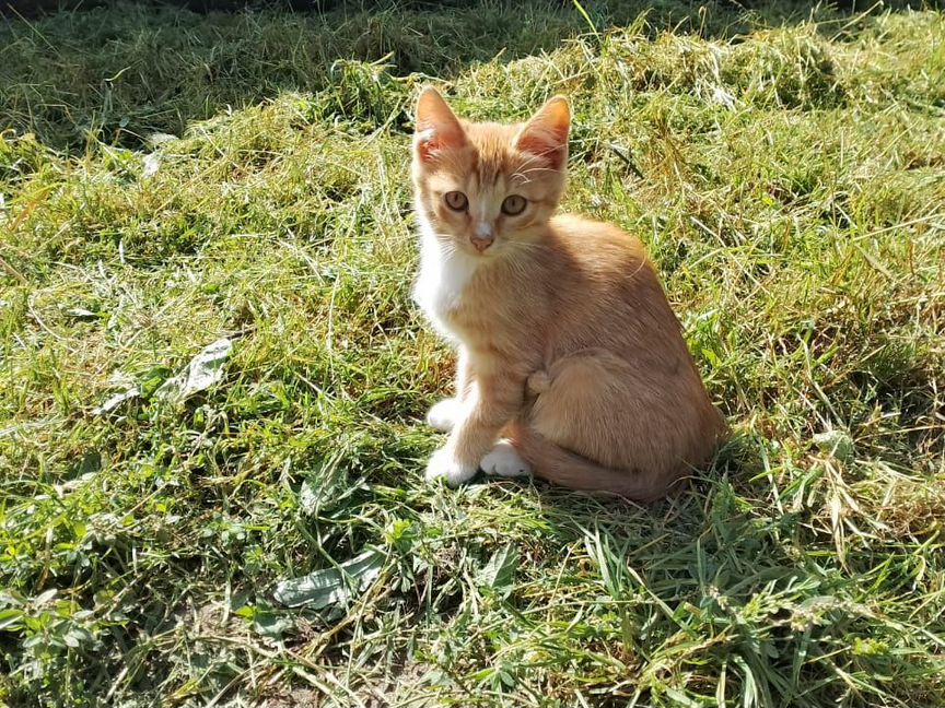 Котята в добрые руки