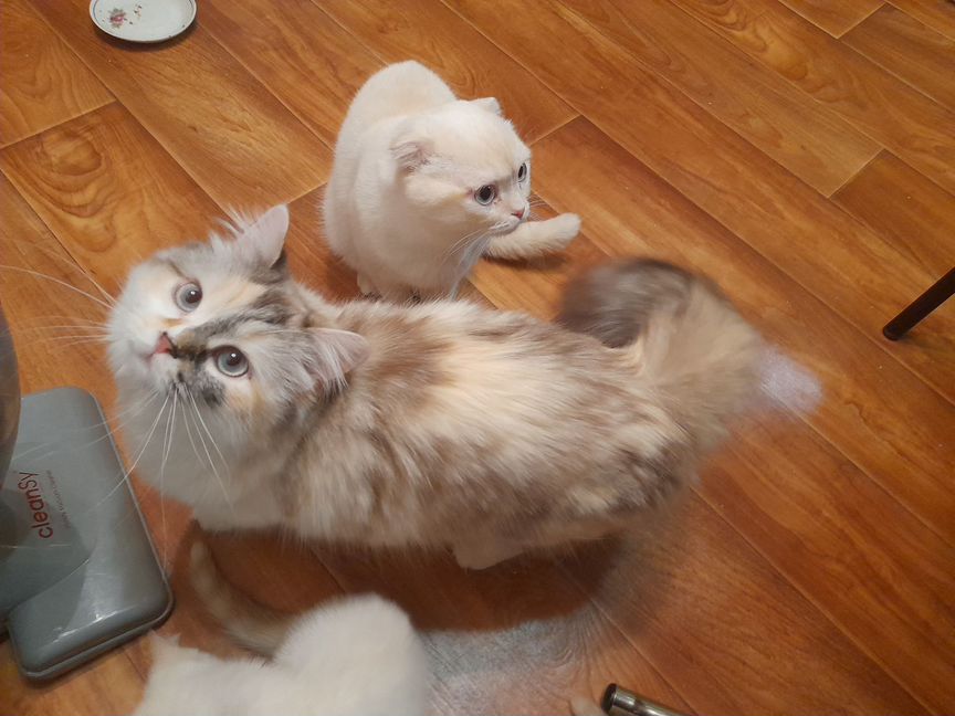 Шотландская хайленд 1,5 года бесплатно