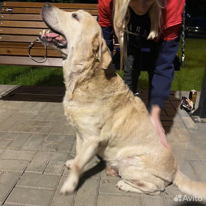 Лабрадор ретривер потеряшка метро Щукинская
