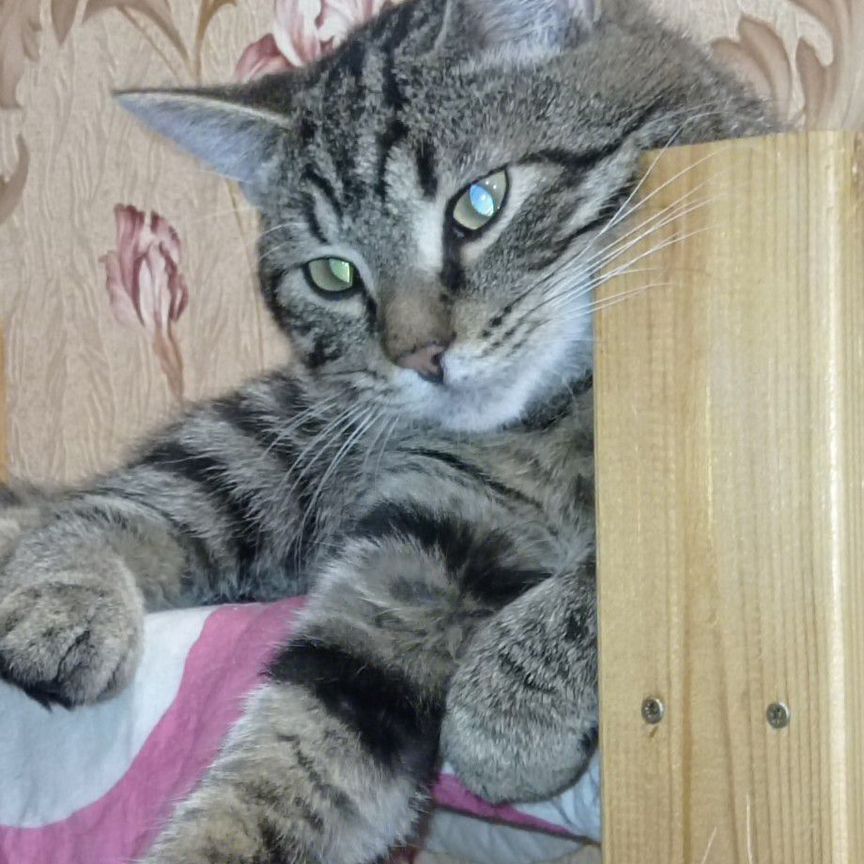 Котик Матвей