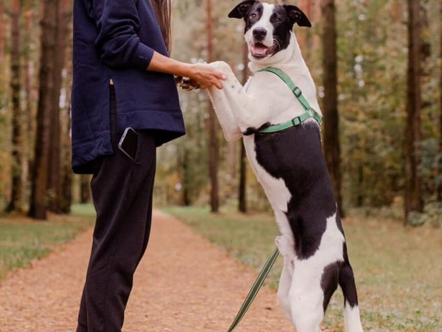 Рэм в поисках дома